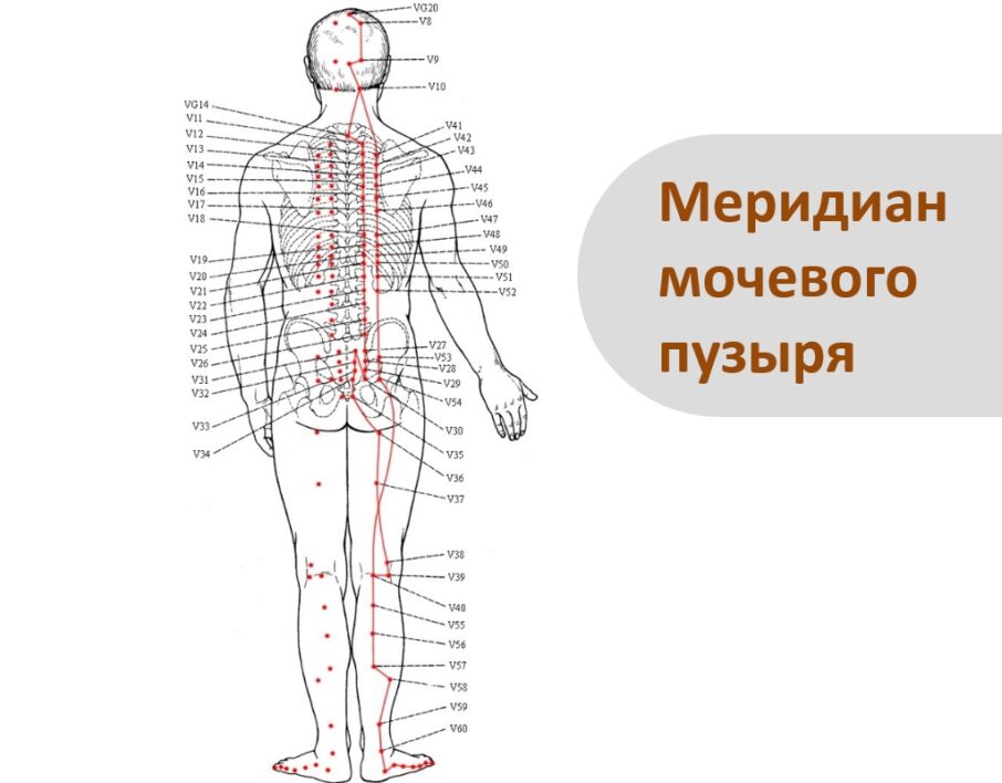 Меридиан мочевого пузыря Свойства и главная информация Восточная